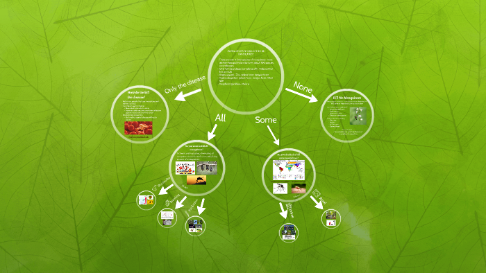 Final Project- Mosquitoes by Catherine Dalgleish on Prezi