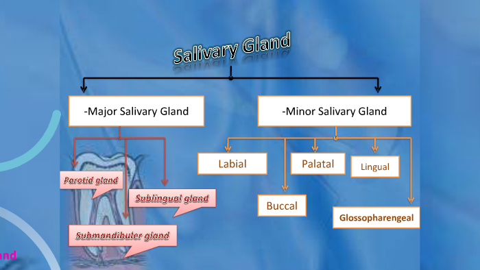Minor Salivary Glands