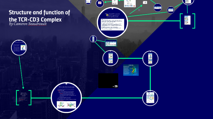 Structure and function of the TCR-CD3 Complex by Cameron Beaudreault on ...