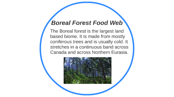 Boreal Forest Food Web by Griffin Tuttle on Prezi