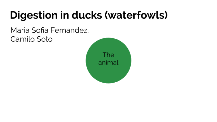 Ducks digestive system by Camilo Soto on Prezi