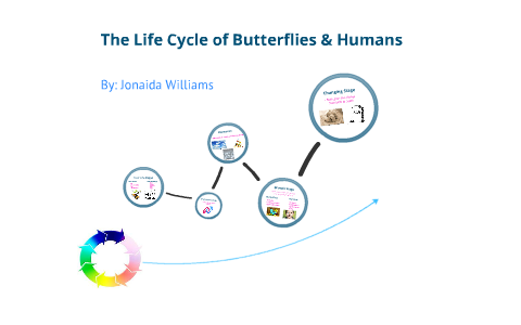 The Life Cycle of Butterflies vs. Humans by Jonaida Williams on Prezi