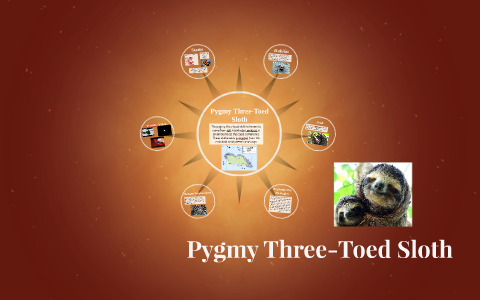 Pygmy Three-Toed Sloth by Sarah Shaulis