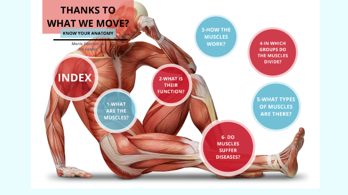 MUSCLES by María Sánchez on Prezi