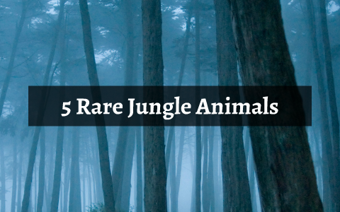 5 Rare Jungle Animals by Calago Jennifer on Prezi