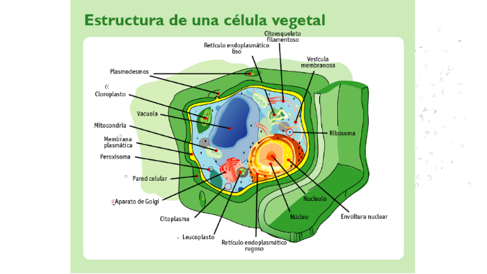 La membrana celular o plasmática es una estructura laminar by Nidia ...