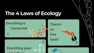 4 Laws of Ecology by michael anschel on Prezi Design