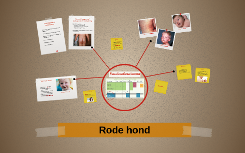 Rode hond by Lien Dierickx on Prezi