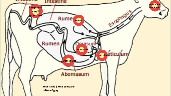 digestive system of the cow by Christopher Ball on Prezi