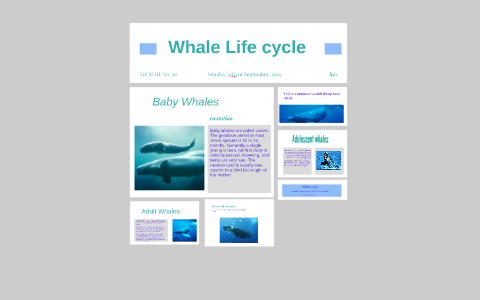 Whale Life cycle by Laura Douglas on Prezi