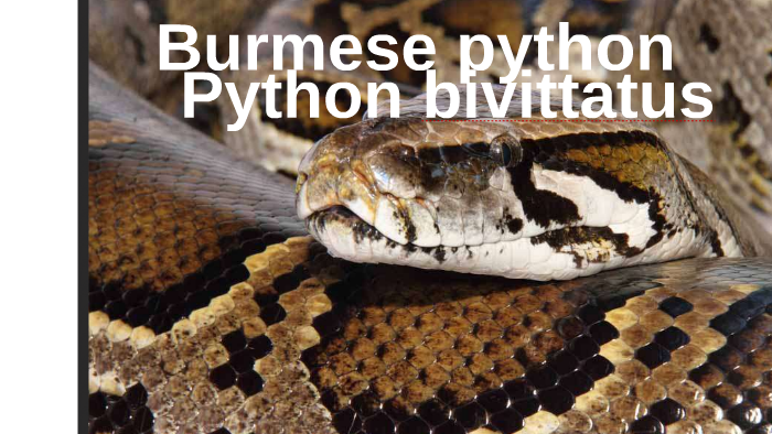 Burmese python by Amarian Corbin on Prezi