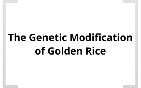 Genetic Modification of Golden Rice by Michael Anderson on Prezi