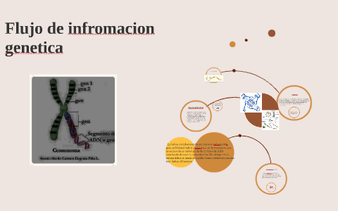 FLUJO DE LA INFORMACION by Luz Moran on Prezi