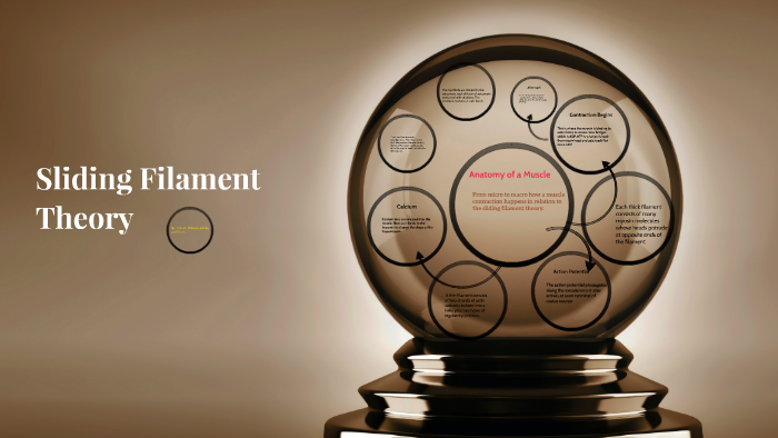 Anatomy of a Muscle by Makayla Stuart on Prezi