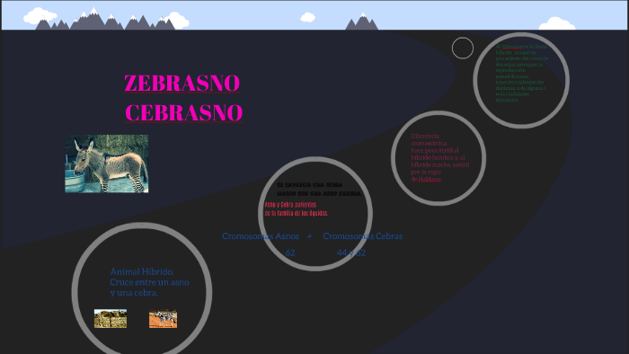 ZEBRASNO by Iva Diaz on Prezi