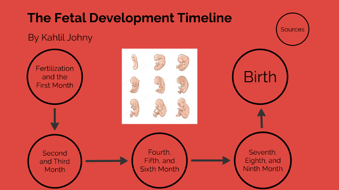 The Fetal Development TImeline by Kahlil Johny on Prezi