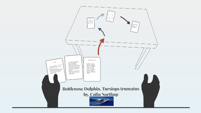 Bottlenose Dolphin, Tursiops truncatus by Colin Northup on Prezi