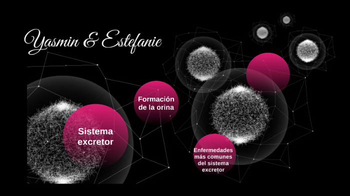 sistema excroto by Estefanie Herrera Rodriguez on Prezi