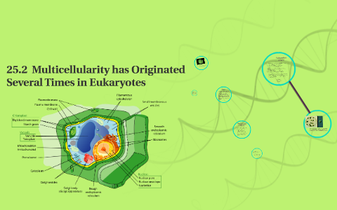 Origins of Multicellularity by Nicolas Ballivian on Prezi