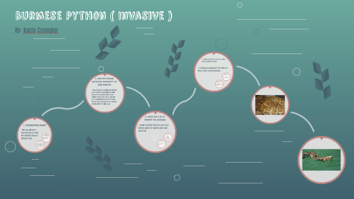 Burmese Python by Kacia Crumpler on Prezi