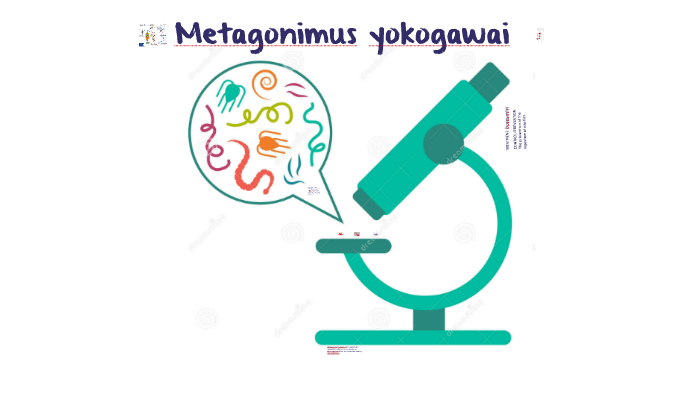 metagonimus yokogawai by myles rentoria on Prezi