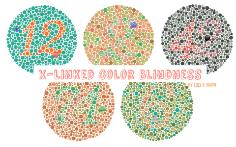X-Linked Color Blindness by Luci Torres on Prezi