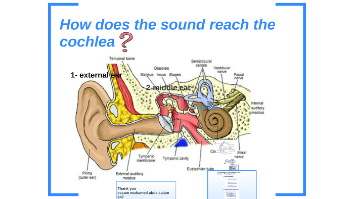 How does the sound reach the cochlea? by essam abdelsalam on Prezi