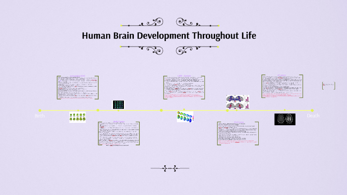 Human Brain Development Throughout Life by Grace Morrison on Prezi