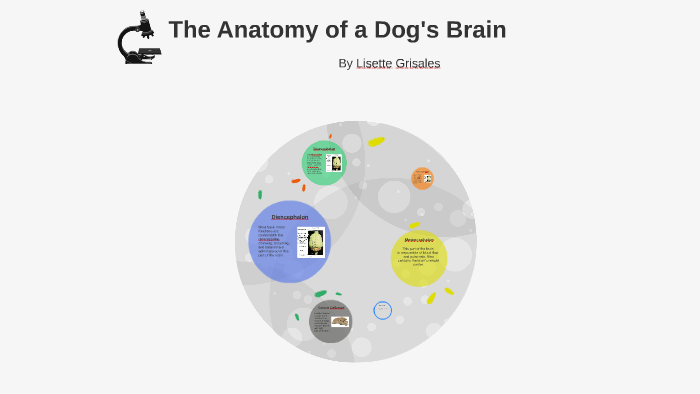 The Anatomy of a Dog's Brain by Lisette Grisales on Prezi