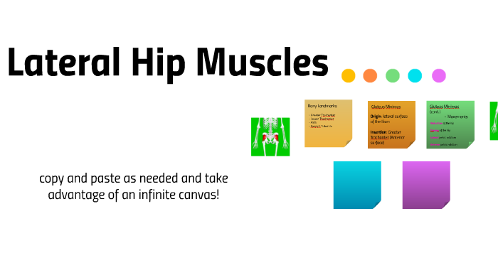 Lateral Hip Muscles by Asia Stephens on Prezi