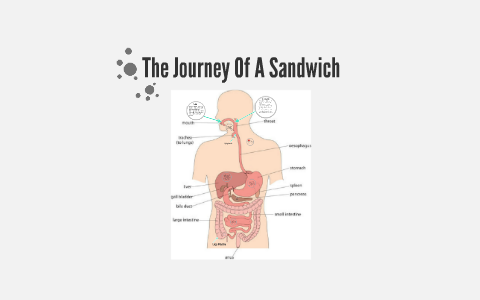 The Journey Of A Sandwich by Sophie Mophie on Prezi