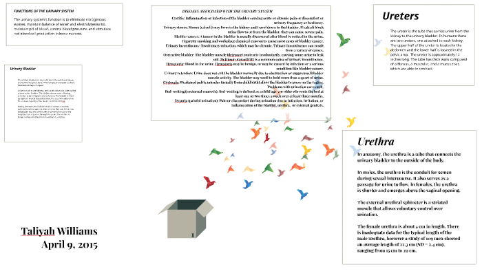 Urinary System by Taliyah Williams on Prezi