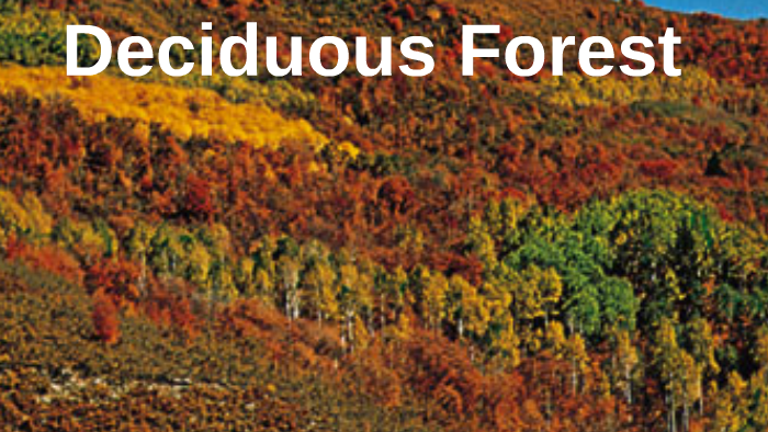 Deciduous Forest by Nick Menz on Prezi