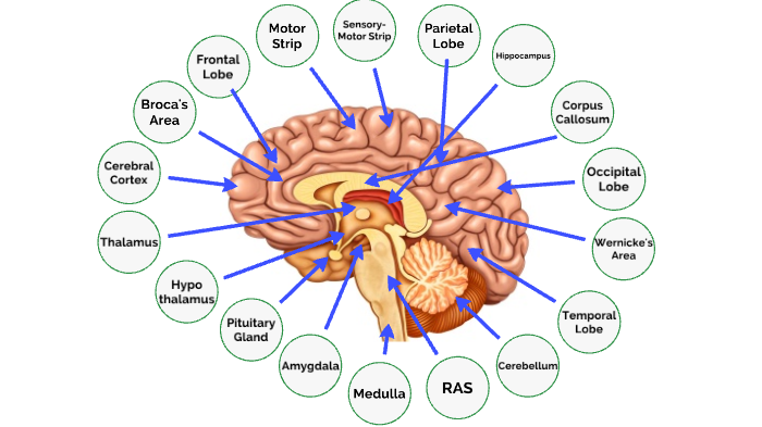 2.1.9 Modeling the Brain by Tyler Schutt on Prezi