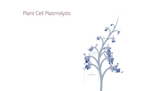 Plant Cell Plasmolysis by Richard Felli on Prezi