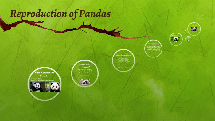 Reproduction of Pandas by Eloise Franz on Prezi