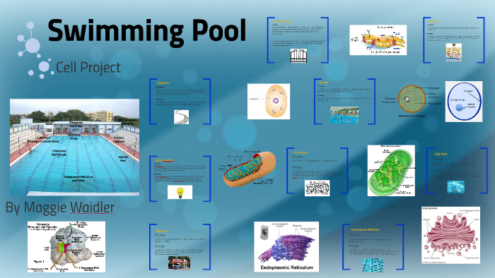 Cells are Like a Swimming Pool by RUBY WAIDLER