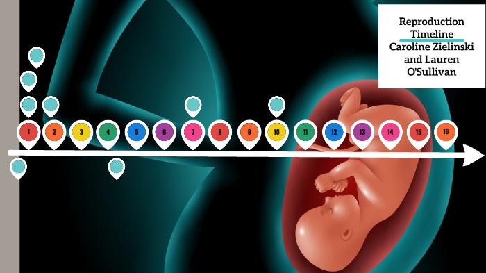 Reproduction Timeline by Lauren O'Sullivan on Prezi