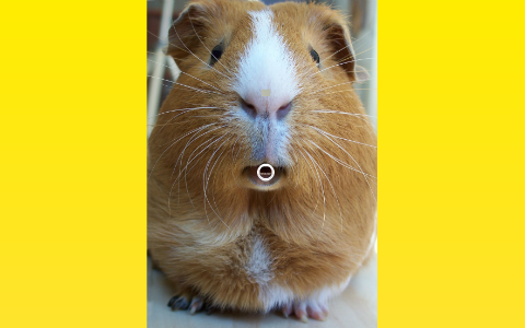 Spreekbeurt Thomas en Lucas by Thomas Hooft on Prezi