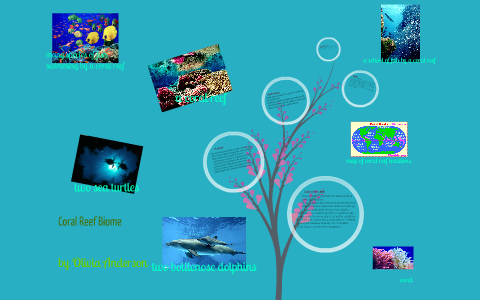 Coral Reef Biome Project by Olivia Anderson on Prezi