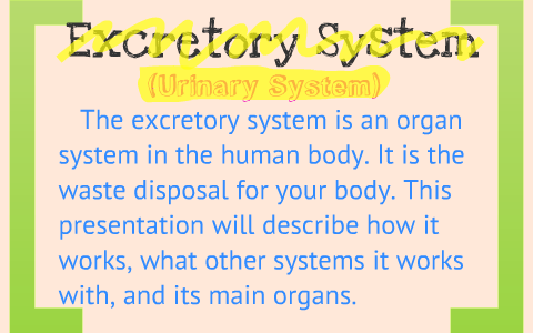 Excretory System by John Hacker on Prezi