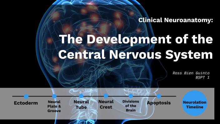 DEVELOPMENT OF THE CENTRAL NERVOUS SYSTEM by Ross Bien Guinto on Prezi