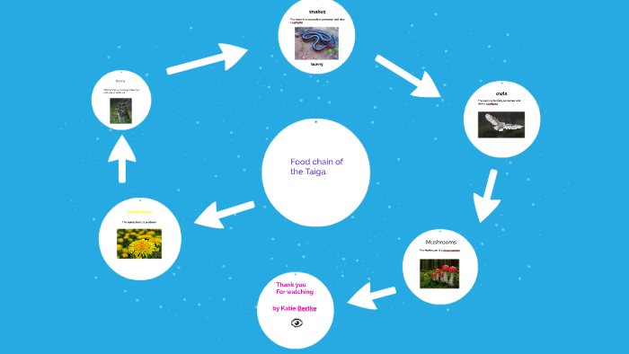 food chain of Taiga by katie bertke on Prezi