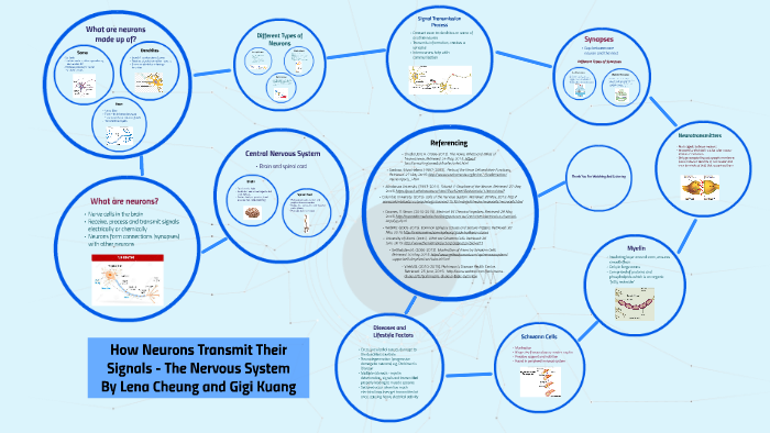 Neurons and their Signal Transmissions by Lena Cheung on Prezi