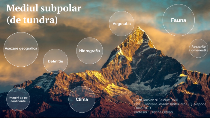 Mediul subpolar (de tundra) by Hoza Razvan on Prezi
