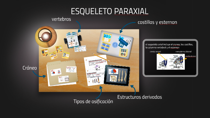 ESQUELETO PARAXIAL by Omar Miranda on Prezi