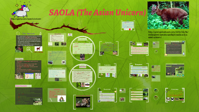 SAOLA (the asian unicorn) by Rene Lam on Prezi