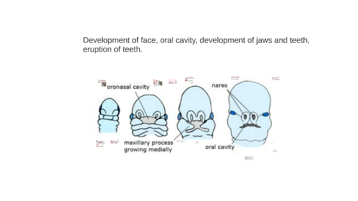 Development of face, oral cavity, development of jaws and te by Nana ...
