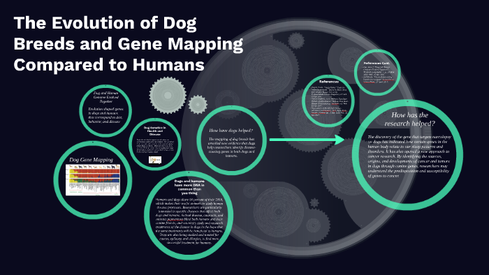 The Evolution of Dog Breeds and Gene Mapping Compared to Hum by Alyssa ...