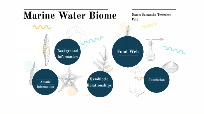Marine Biome: Food Web Project - Samantha Tewodros by Samantha Tewodros ...